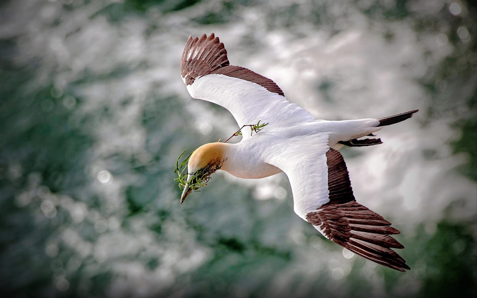 Animal Northern Gannet Wallpaper