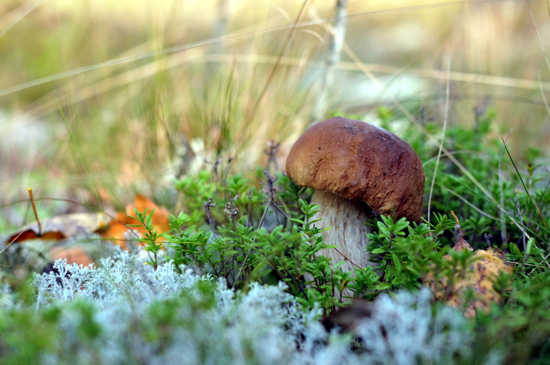 Download Close-up Nature Mushroom HD Wallpaper | 2560x1700 | Wallpaper ...