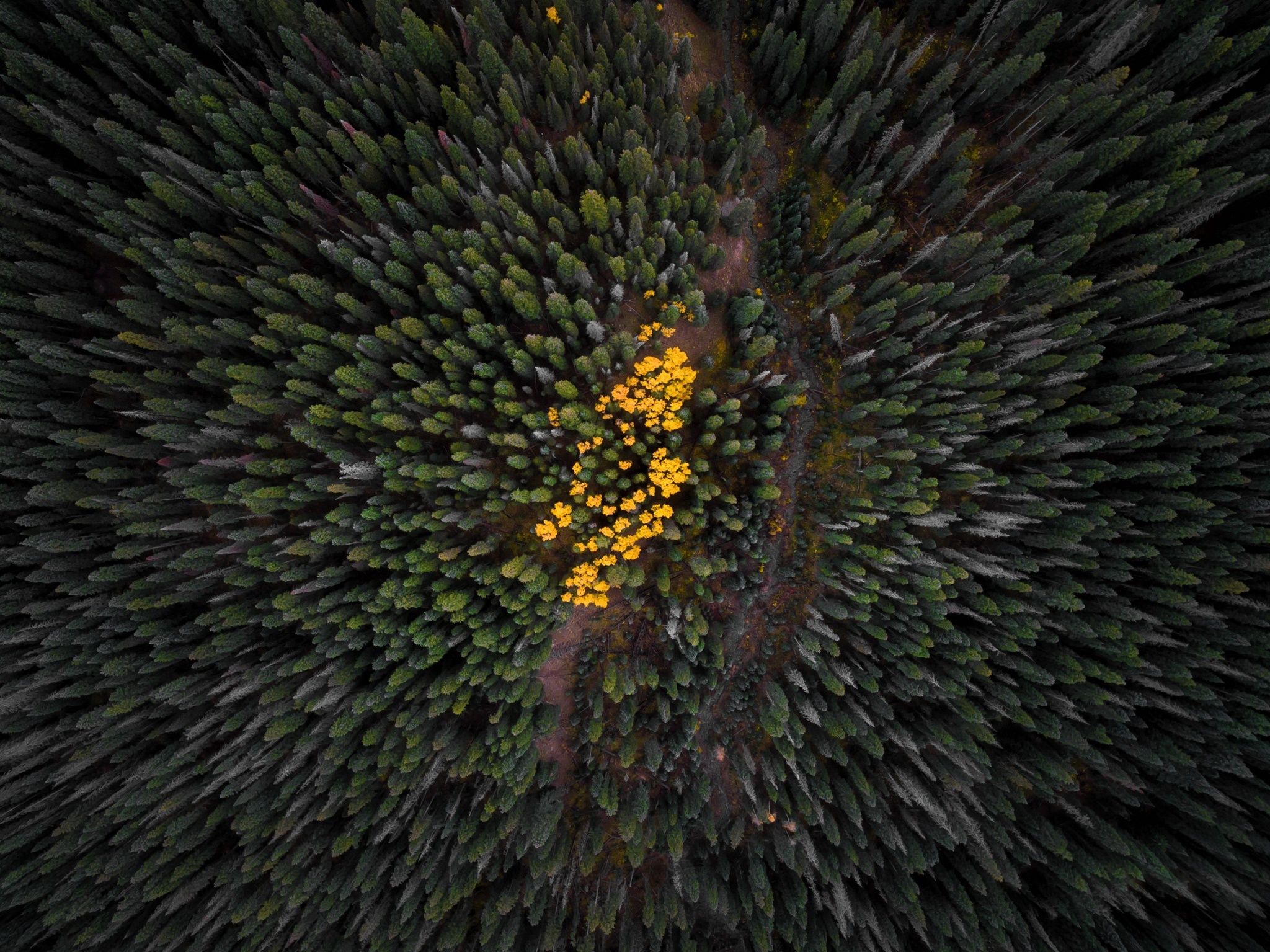 Download Tree Nature Aerial Forest HD Wallpaper