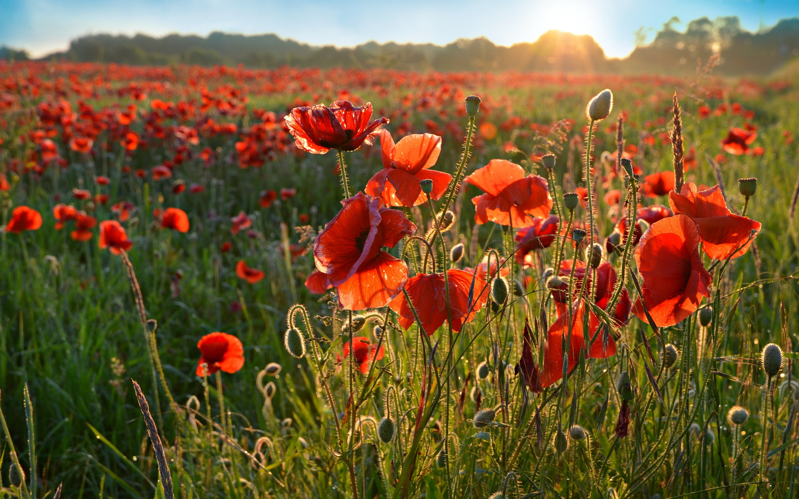 Download Sunny Nature Red Flower Flower Field Summer Poppy HD Wallpaper