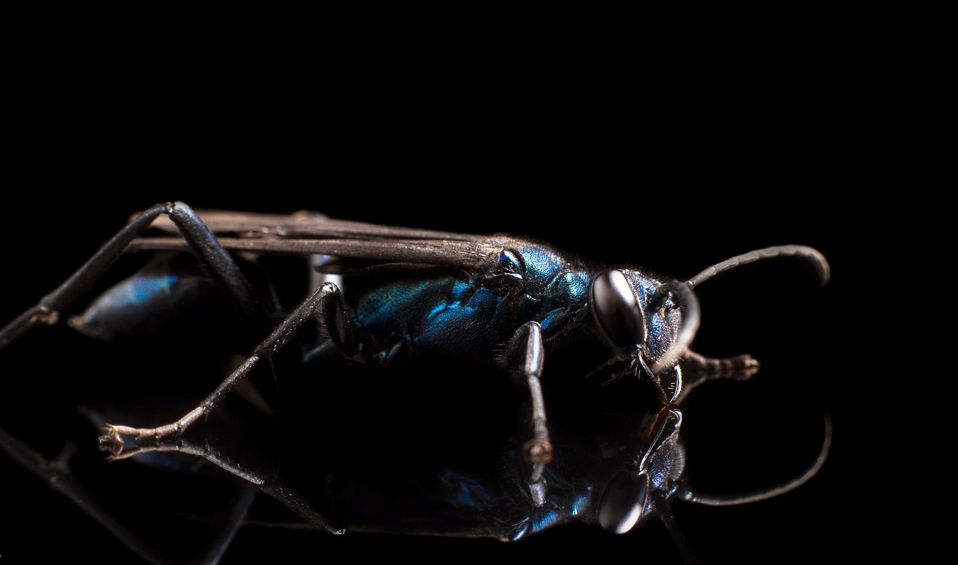 Download Macro Animal Insect HD Wallpaper