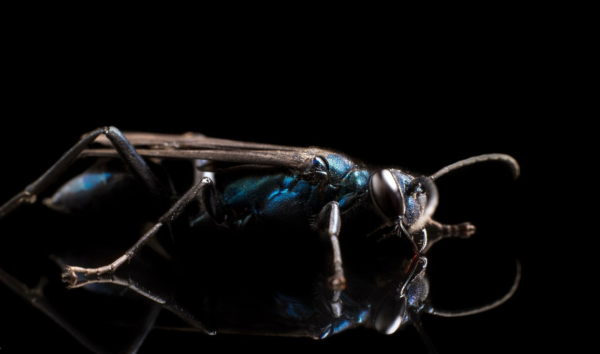 Download Macro Animal Insect HD Wallpaper