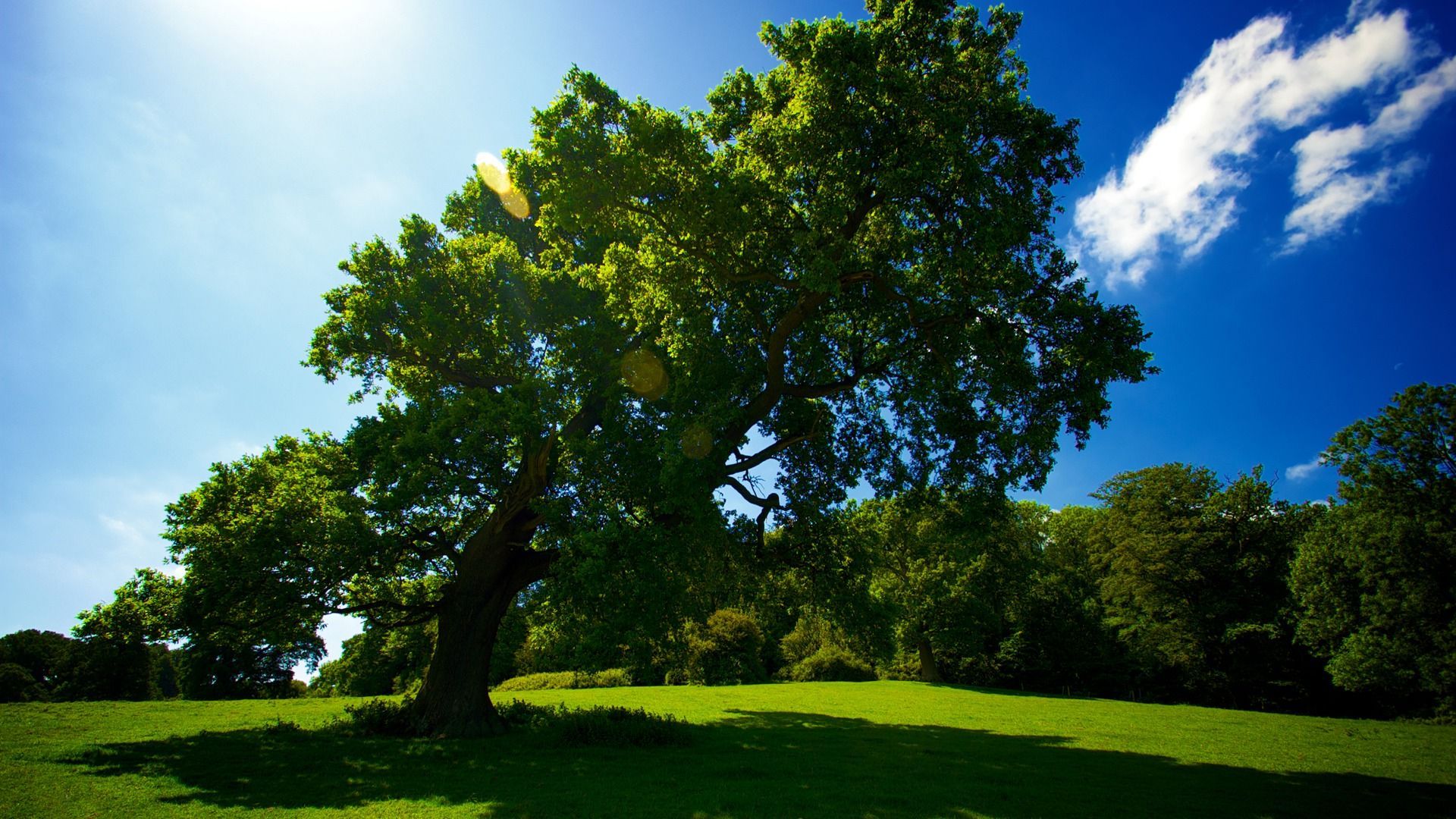 Download Field Green Nature Tree HD Wallpaper