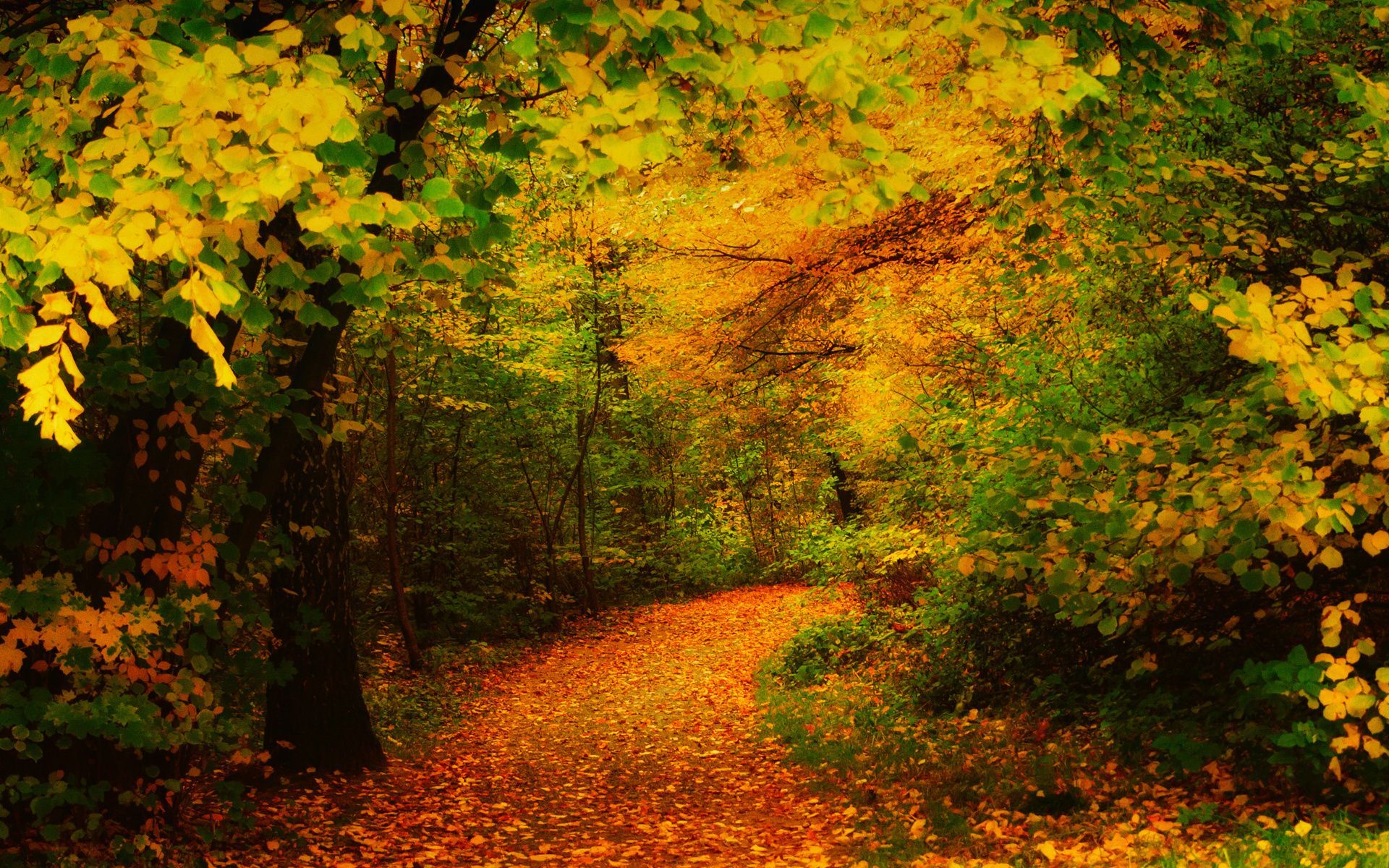 Download Tree Fall Forest Nature Path HD Wallpaper