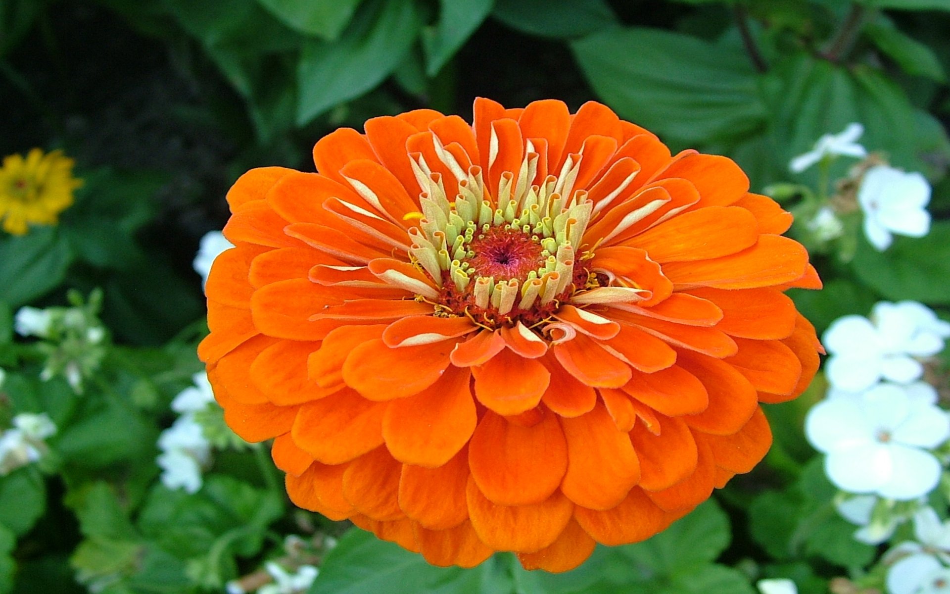 Download Orange Flower Nature Flower HD Wallpaper