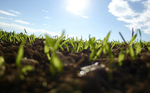 [410+] Grass 4k Wallpapers