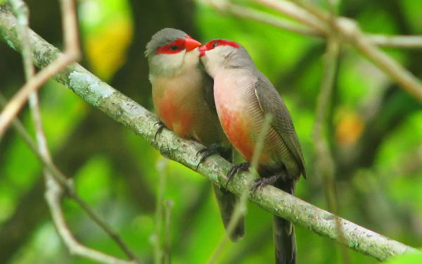 Java Sparrow Finch HD Wallpaper