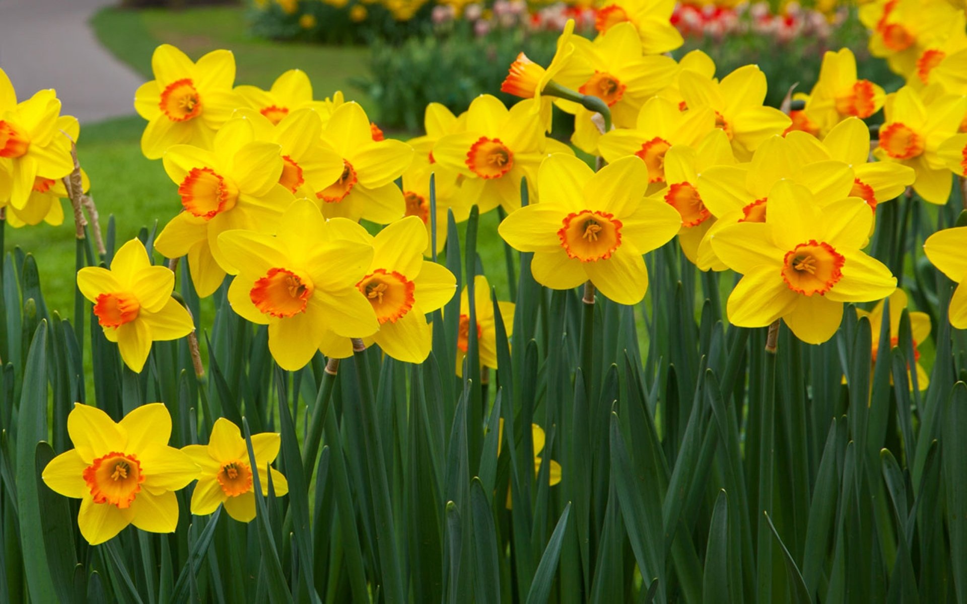 Download Spring Yellow Flower Flower Nature Daffodil HD Wallpaper