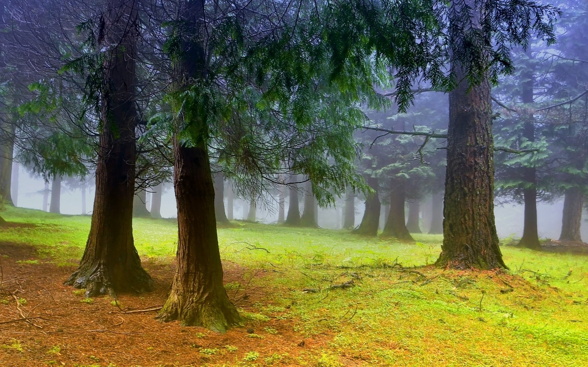 Download Tree Fog Nature Forest HD Wallpaper