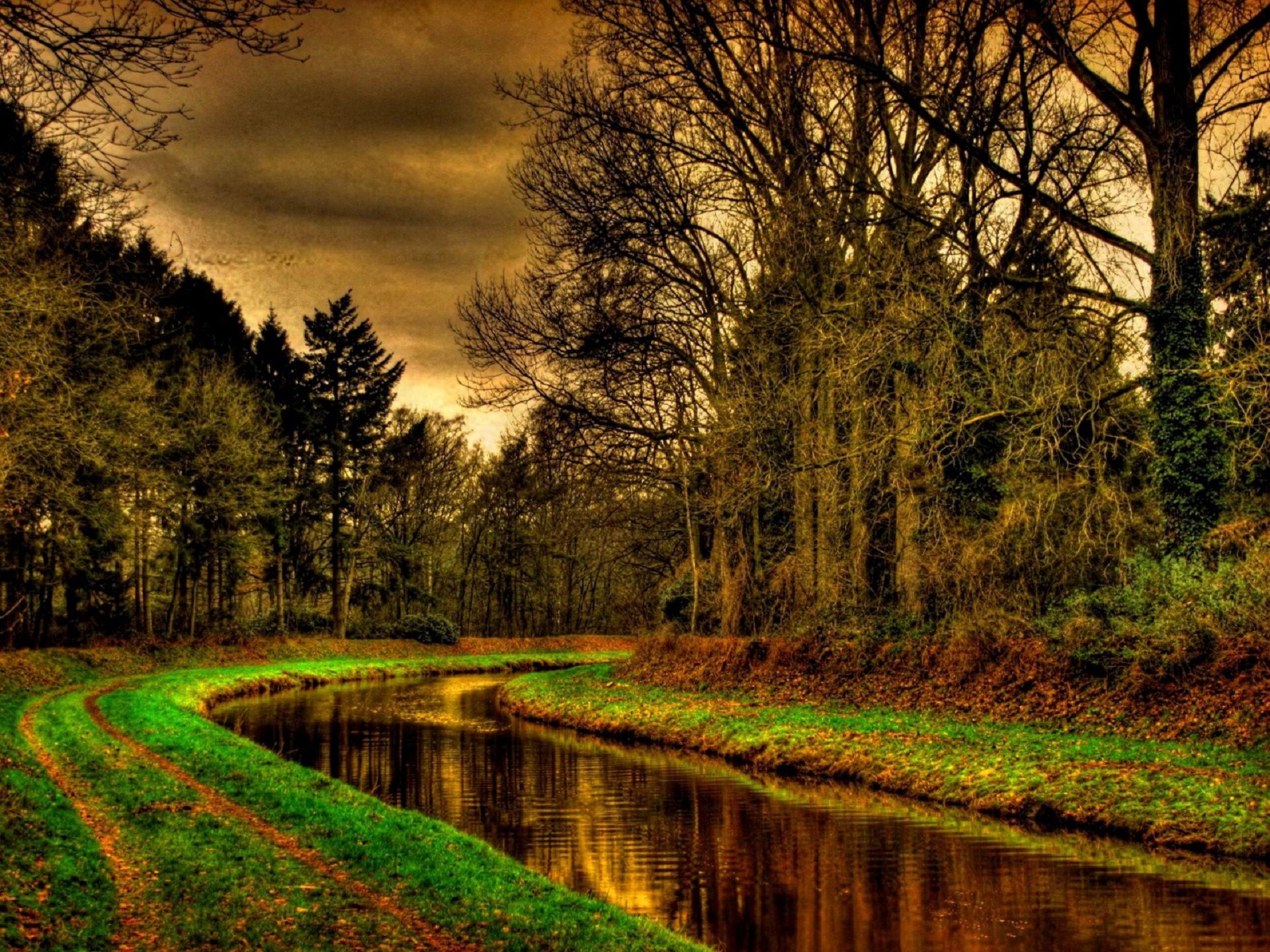 a creek in the forest early in the morning