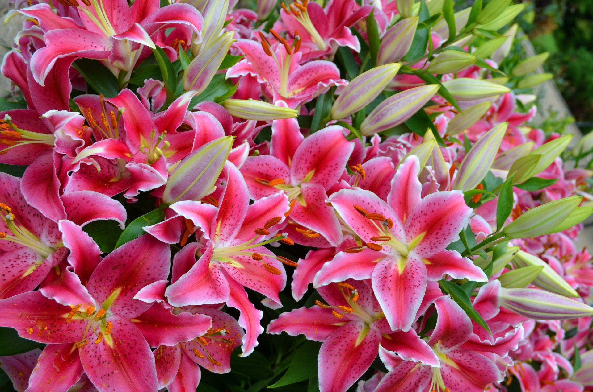 Stunning Pink Lily Blossoms HD Wallpaper – Nature’s Vibrant Beauty