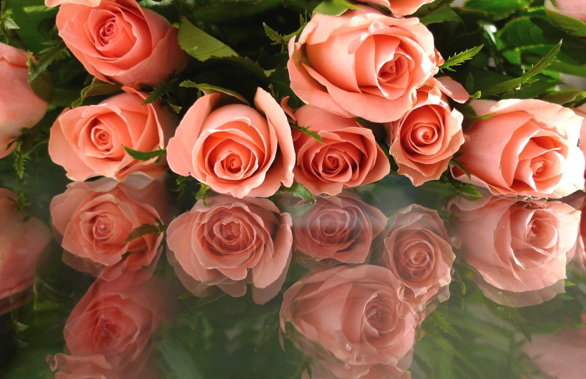 Elegant Pink Roses: Nature’s Reflection in HD