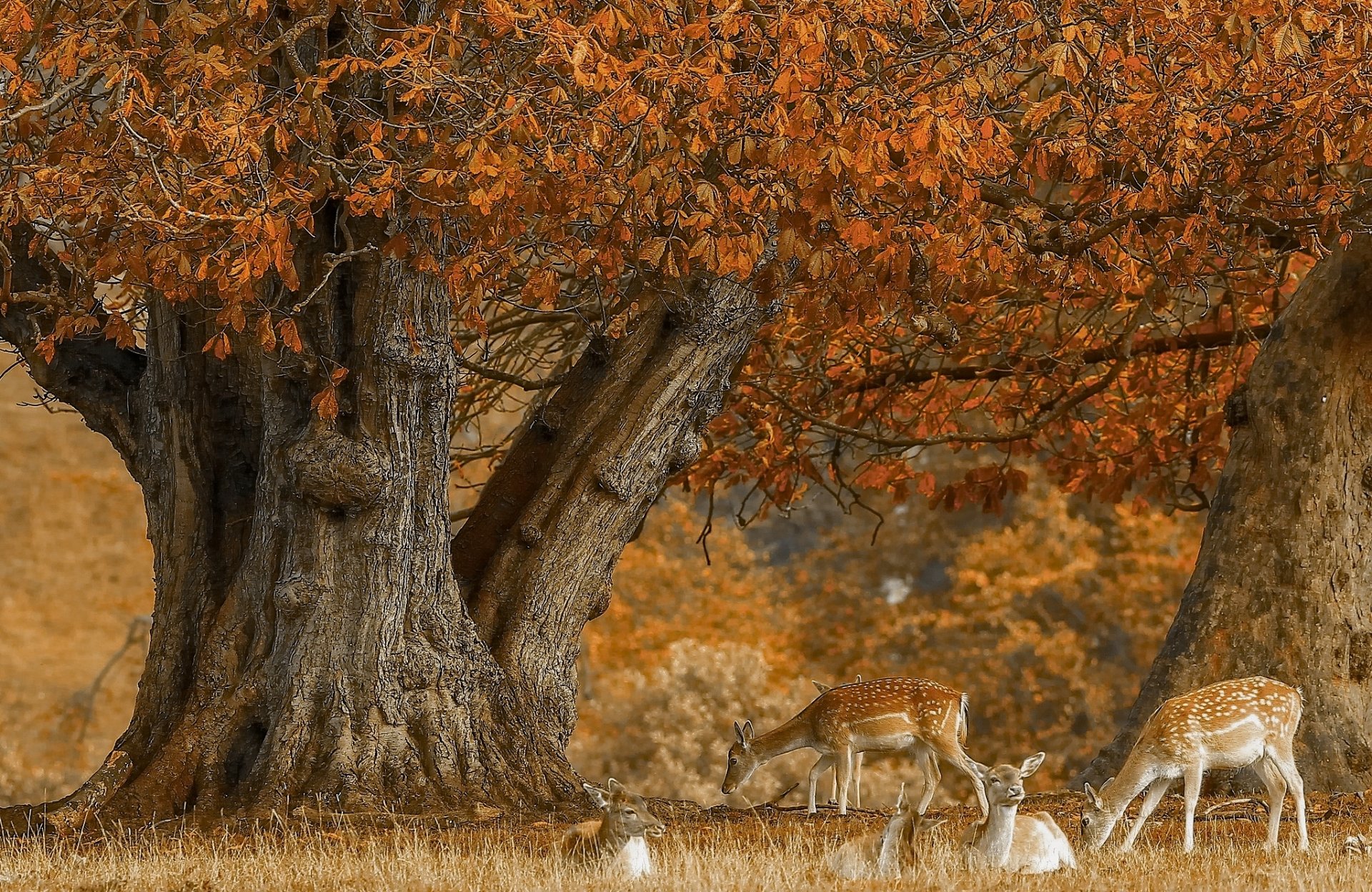 Majestic Deer Beneath Autumn's Golden Canopy | HD Fall Forest Wallpaper