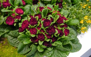 Dark Red Primula Flowers HD Wallpaper | Background Image | 2560x1462 ...