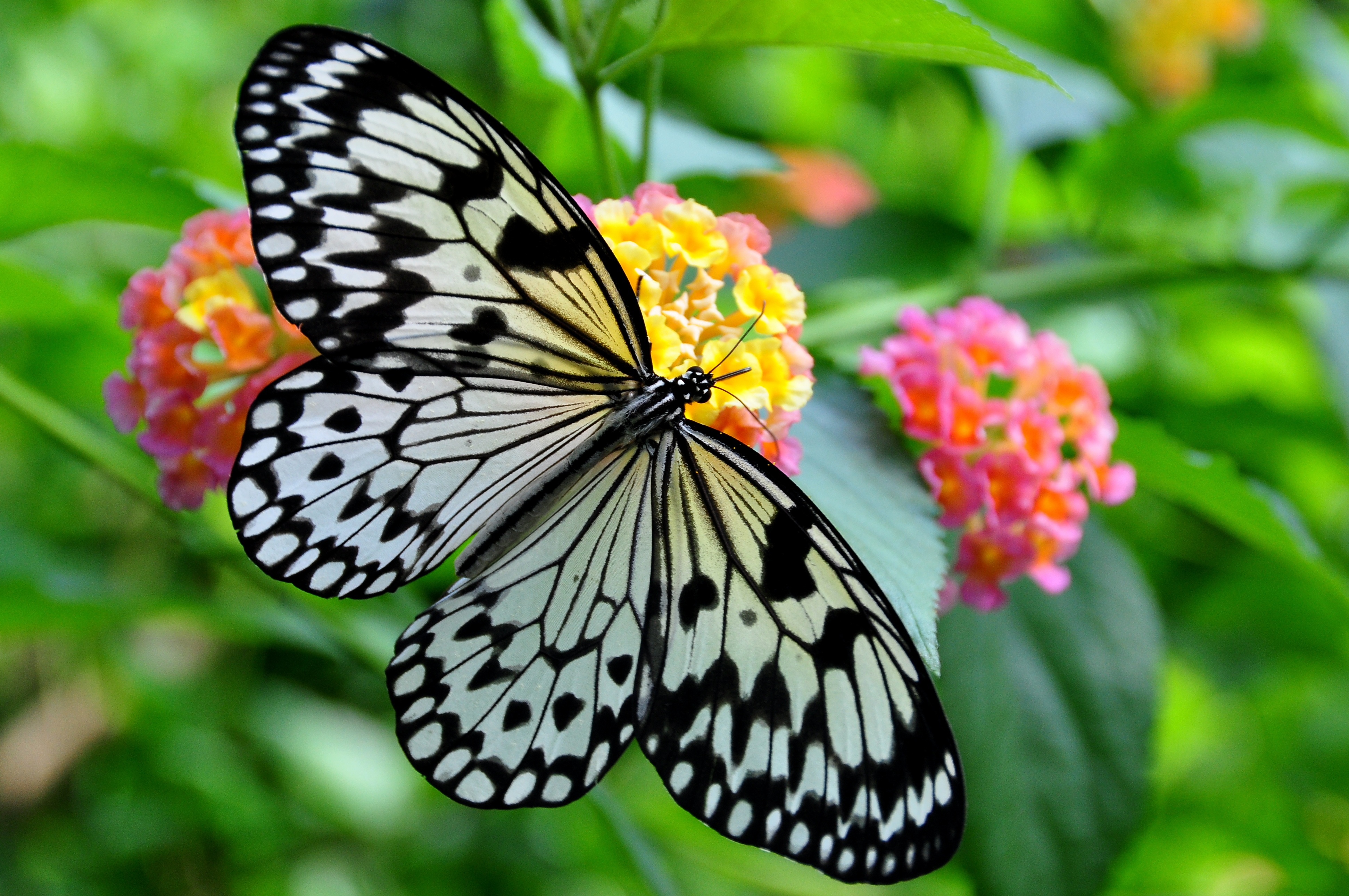 Stunning Macro Butterfly in Vibrant Bloom – 4K Ultra HD Nature Close-Up ...