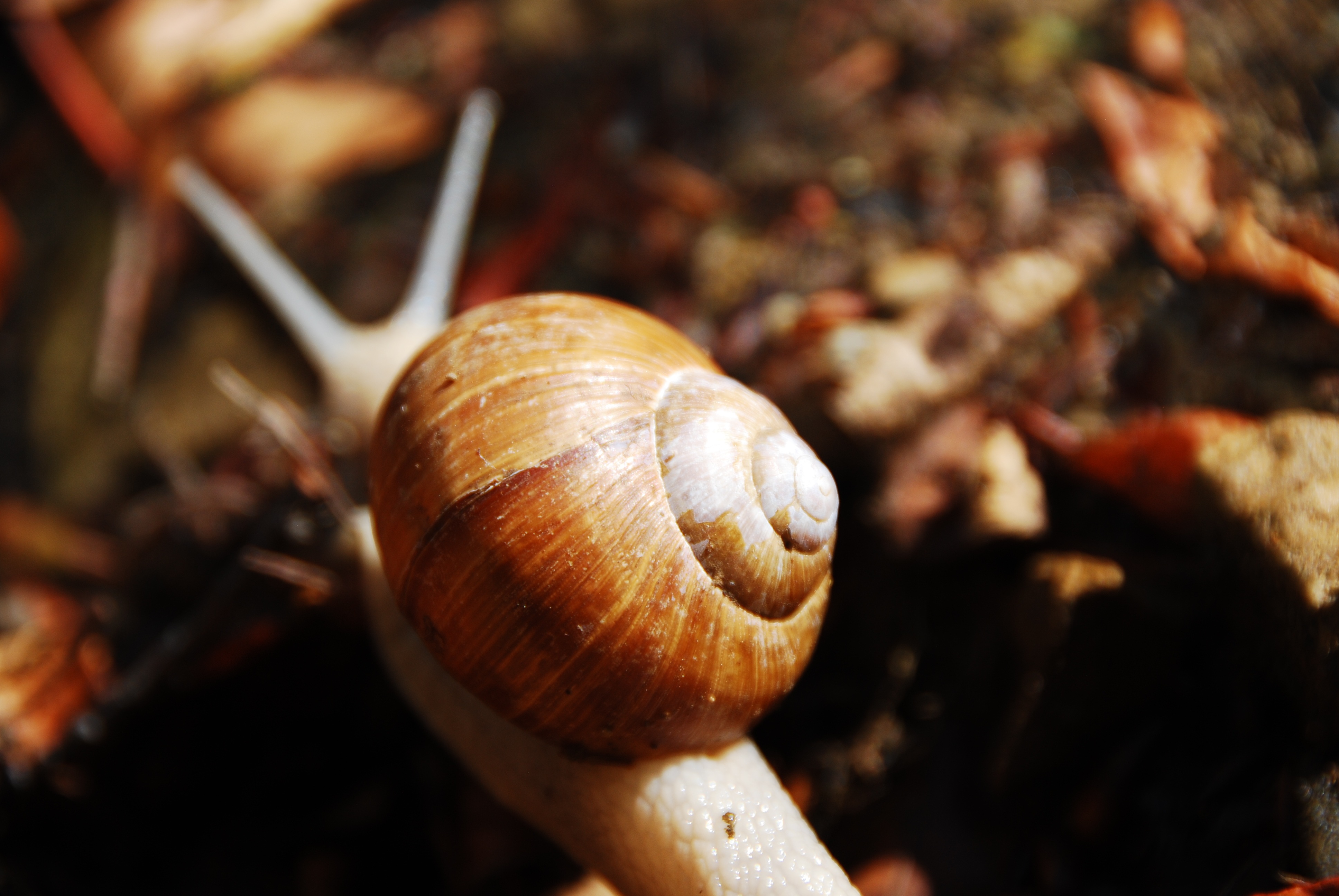 Download Blur Fall Animal Snail 4k Ultra HD Wallpaper by Sandra_M_H