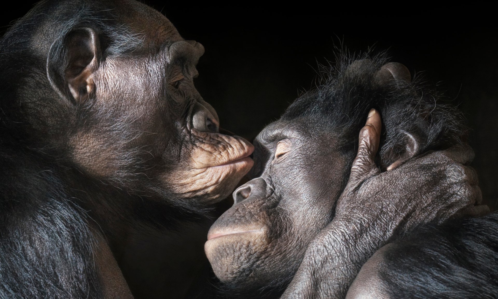 Download Cute Hug Love Animal Chimpanzee HD Wallpaper