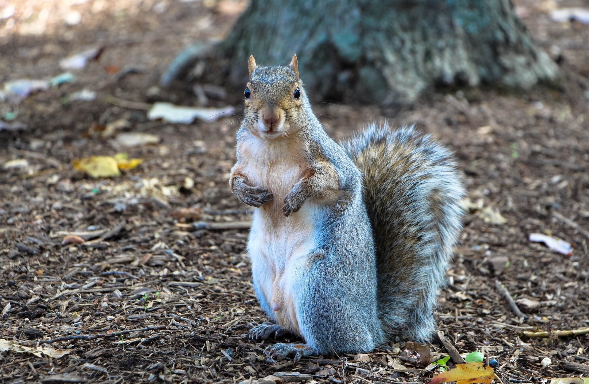 Download Rodent Animal Squirrel HD Wallpaper by skeeze | 3000x1960 ...