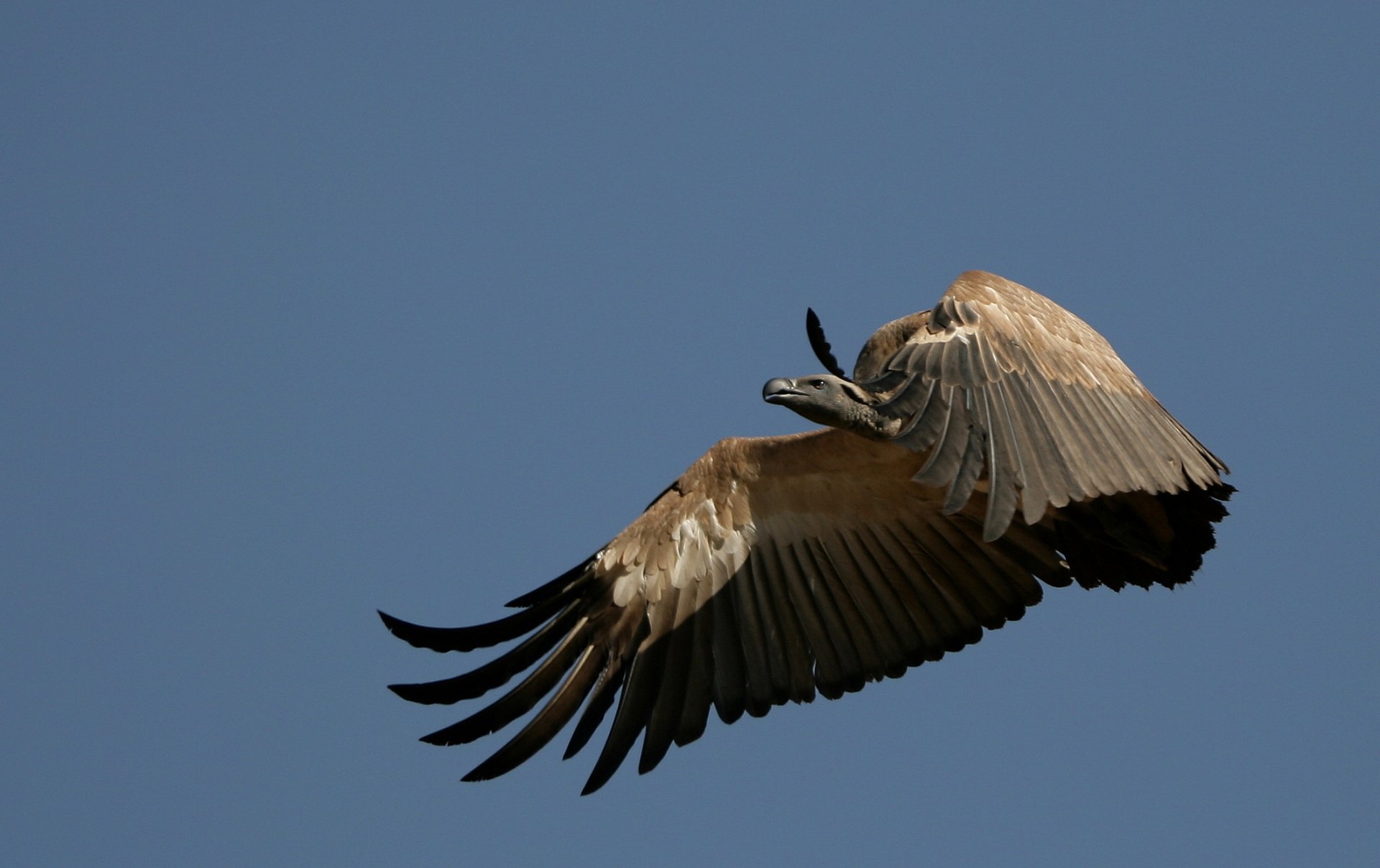 Download Animal Vulture HD Wallpaper by NJR ZA