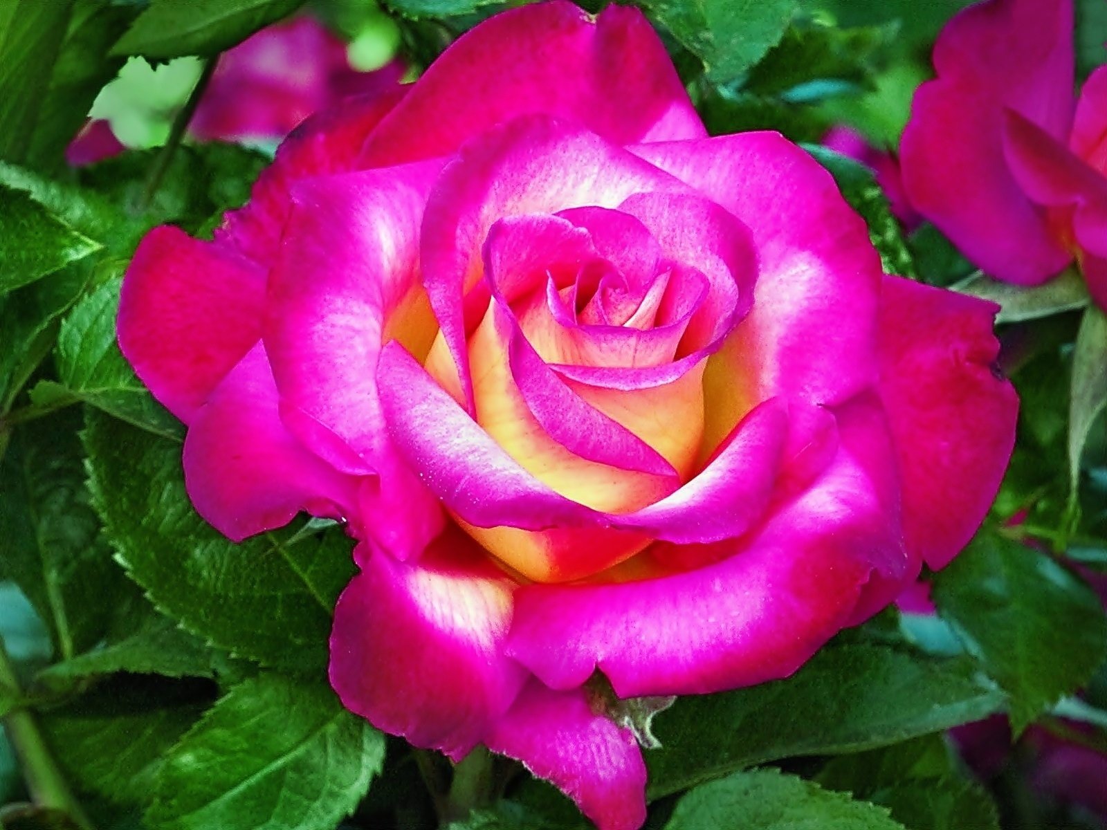Download Pink Flower Pink Rose Flower Nature Rose Wallpaper