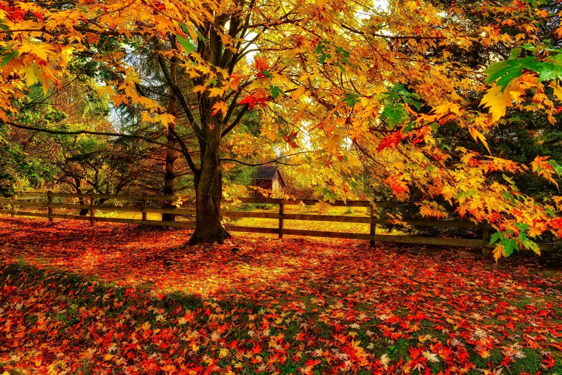 Download Fence Colorful Tree Photography Fall HD Wallpaper