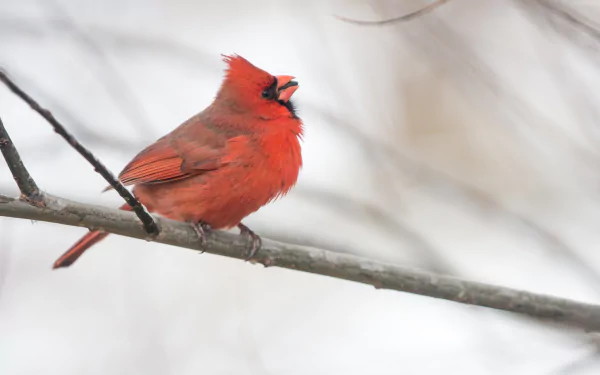 Download Flower Branch Cardinal Bird Animal Northern Cardinal HD Wallpaper
