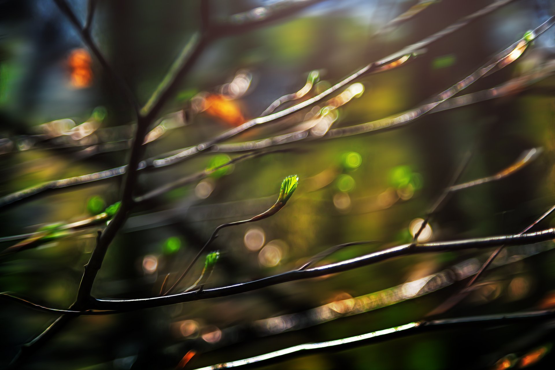 Download Bokeh Spring Nature Branch 4k Ultra HD Wallpaper by Chris Frank