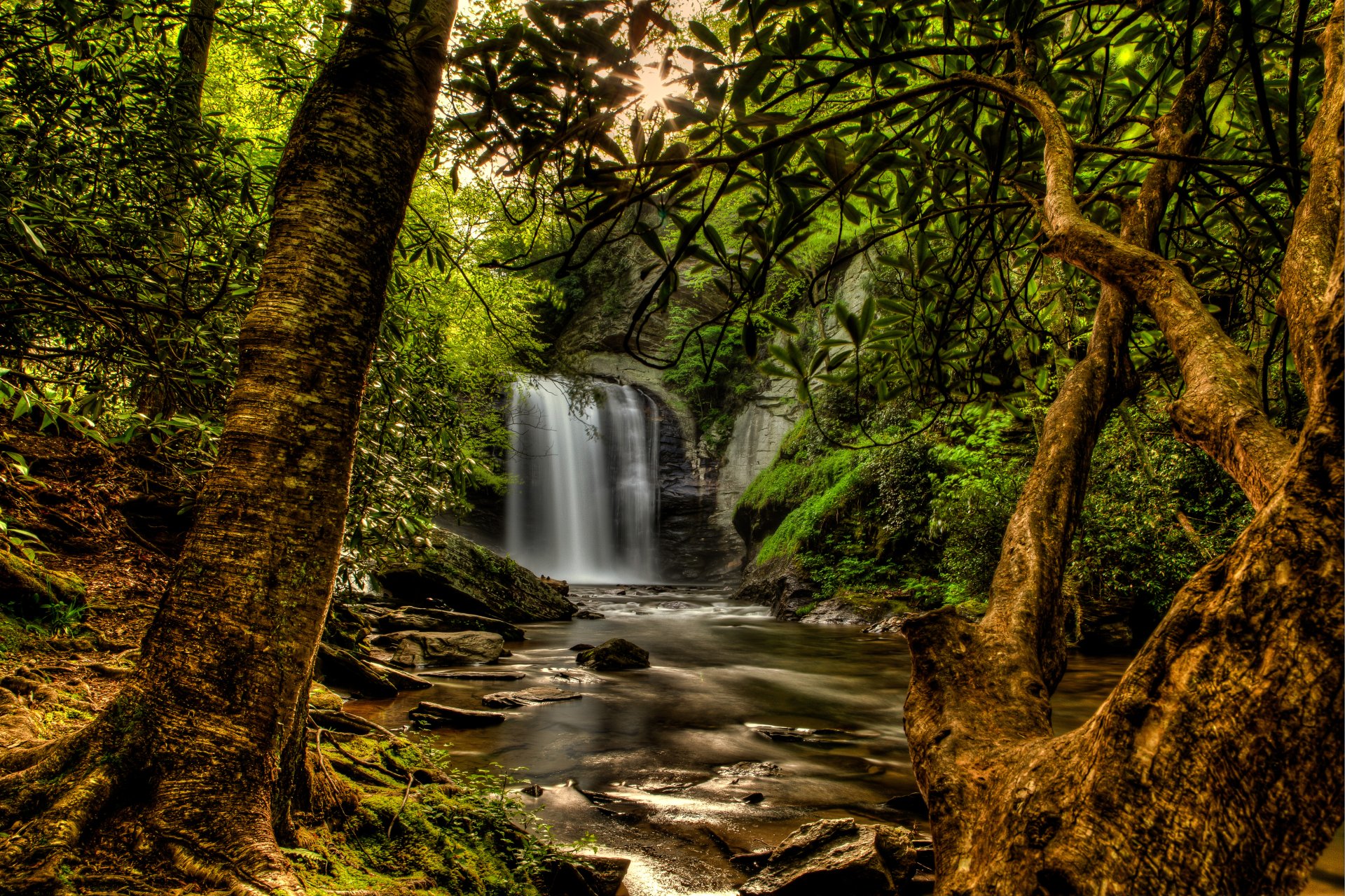 Download Tree Green Forest Nature Waterfall 4k Ultra HD Wallpaper
