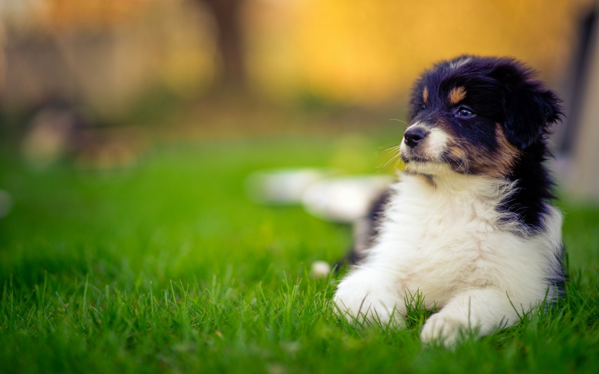 Download Puppy Dog Animal Australian Shepherd HD Wallpaper