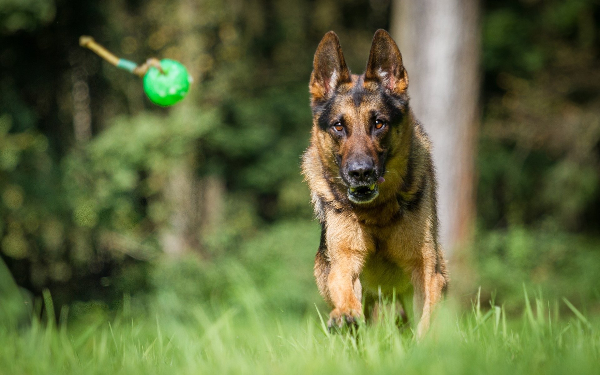HD German Shepherd in Action: Majestic Dog in Nature | 1920x1200 ...