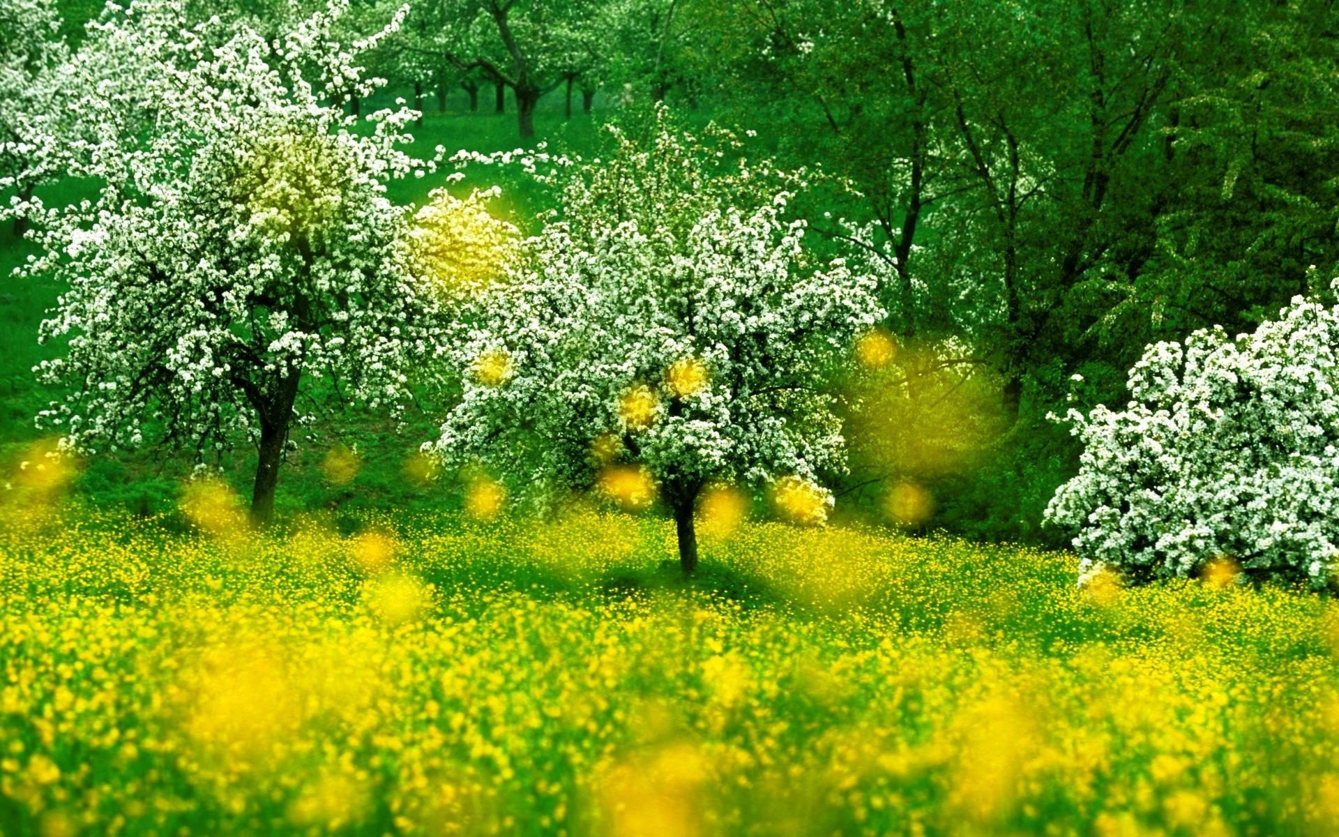 Spring Blossom: HD Wallpaper of a Vibrant Yellow Flower Field