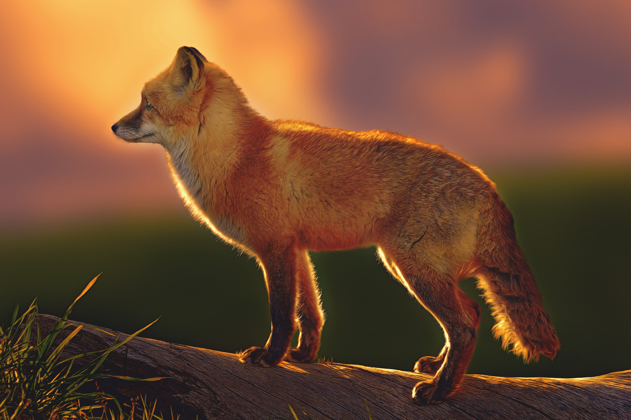 Fox HD Wallpaper