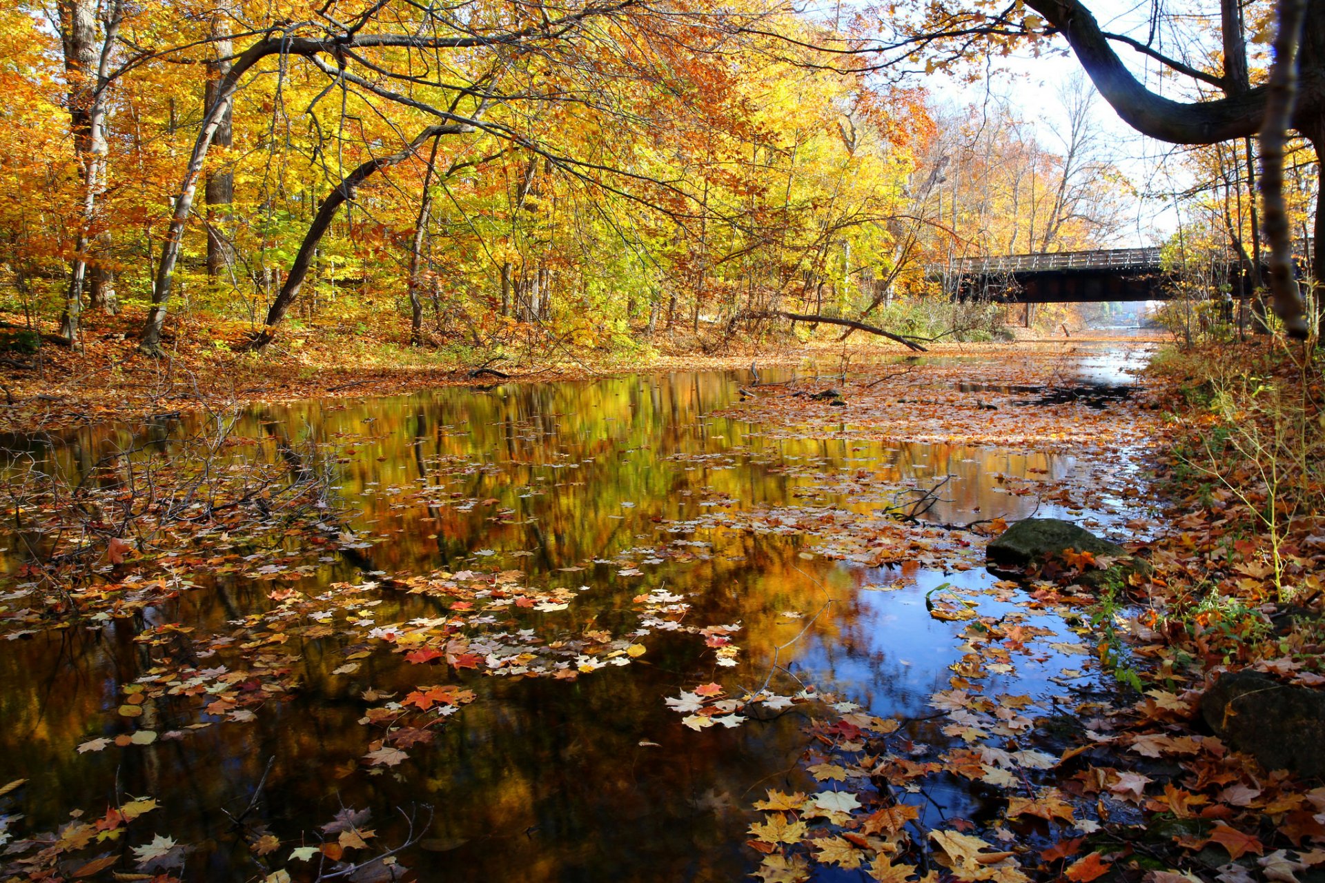 Download Nature Leaf Reflection Fall River HD Wallpaper