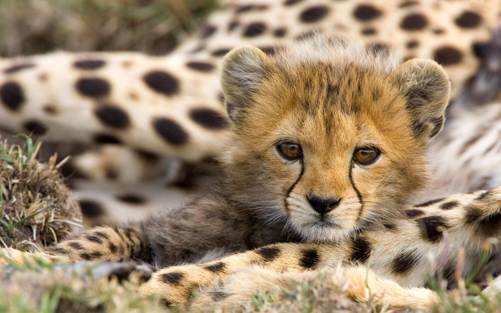 Download Animal Cheetah HD Wallpaper