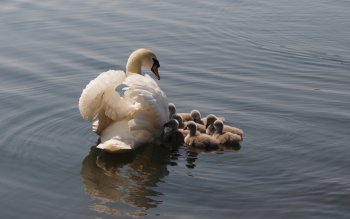 Download Cute Baby Animal Bird Swan Mute Swan Animal PFP