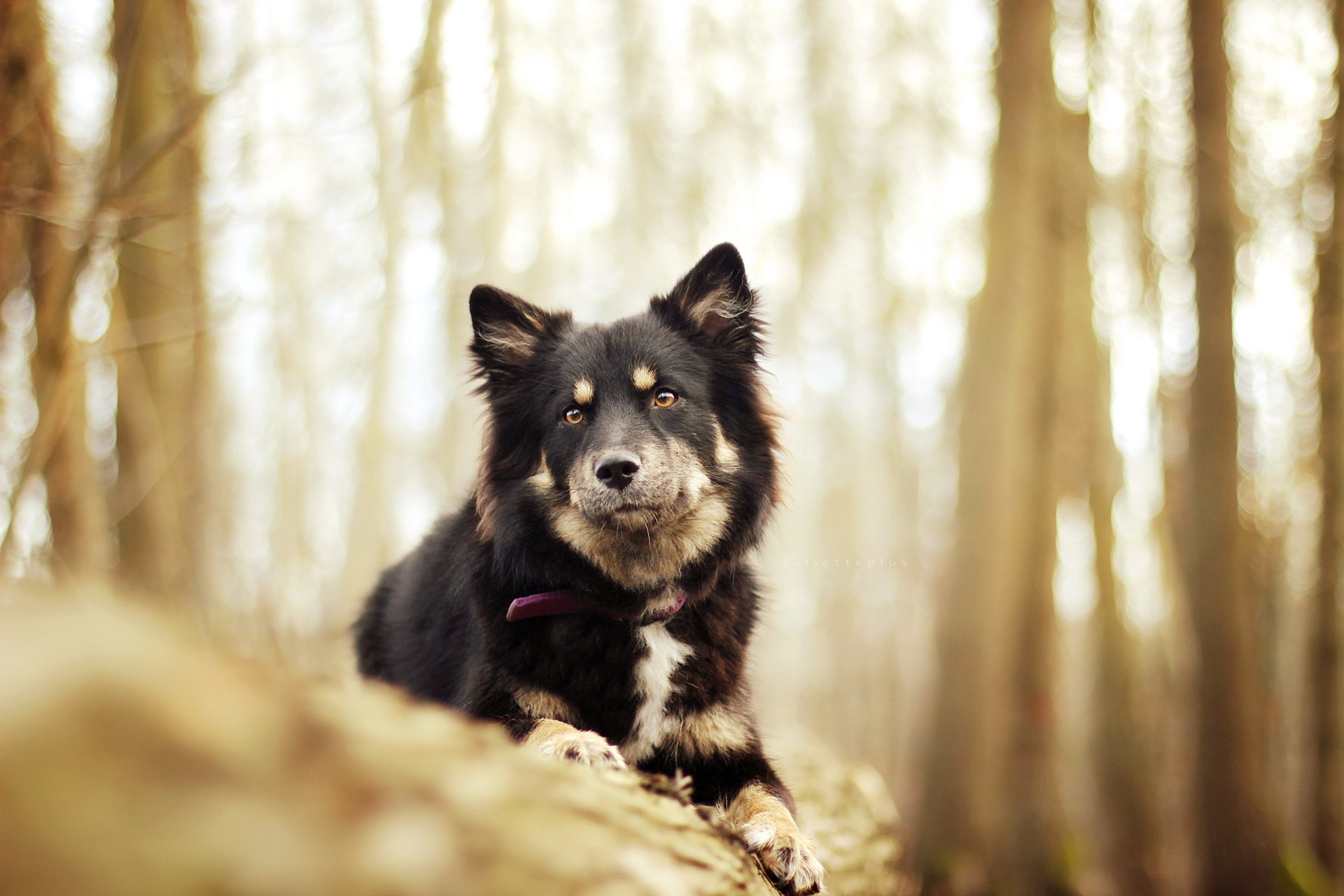 Download Bokeh Animal Dog HD Wallpaper