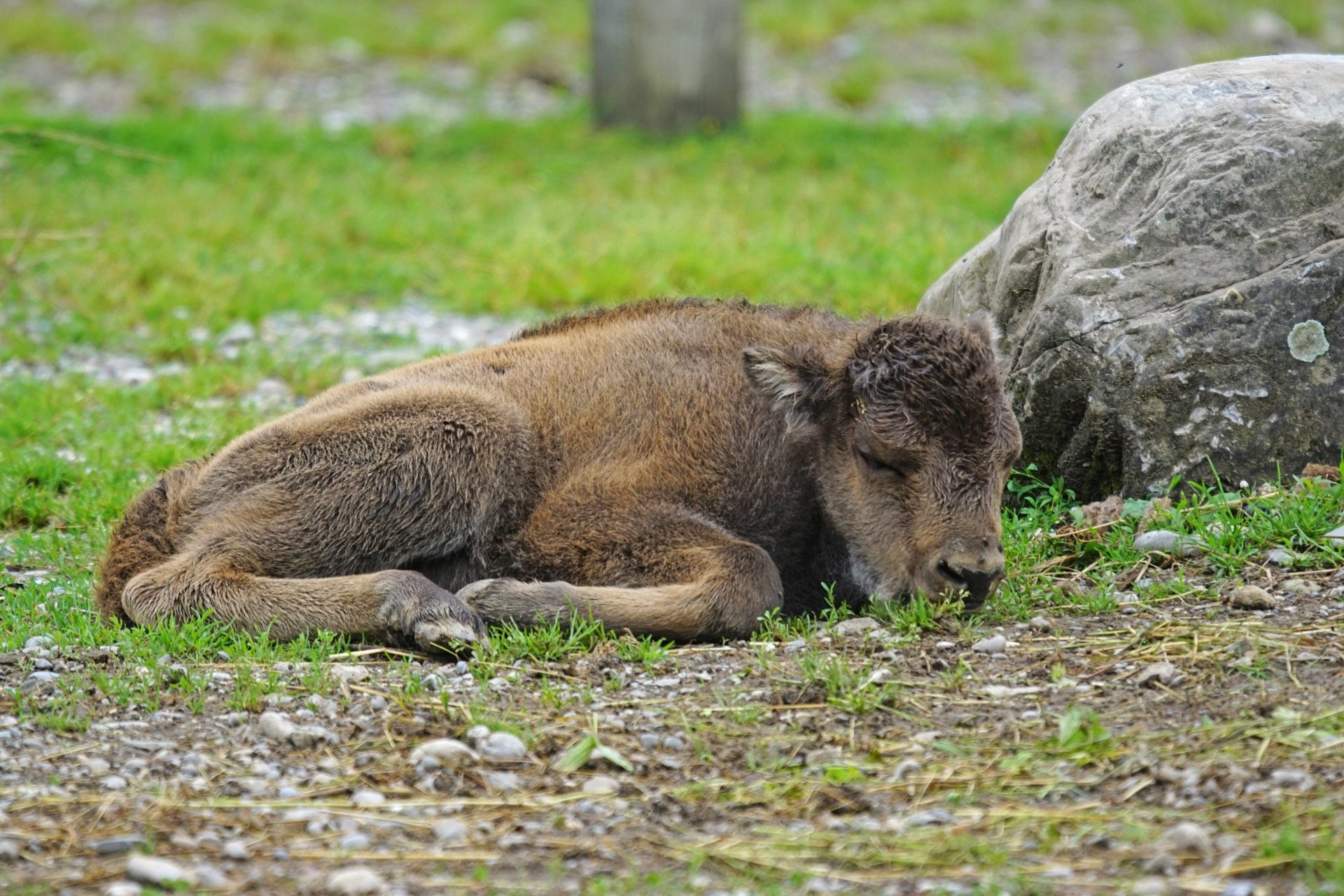 Download Baby Animal Lying Down Stone Animal American Bison 4k Ultra HD ...