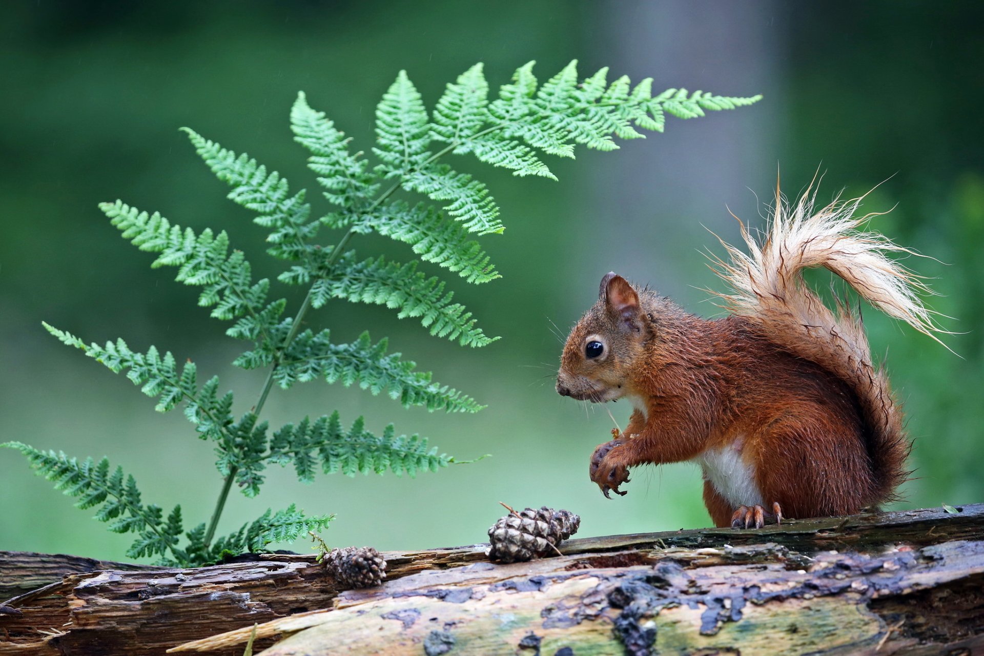 Pinecone Picnic: Squirrel Amid Ferns