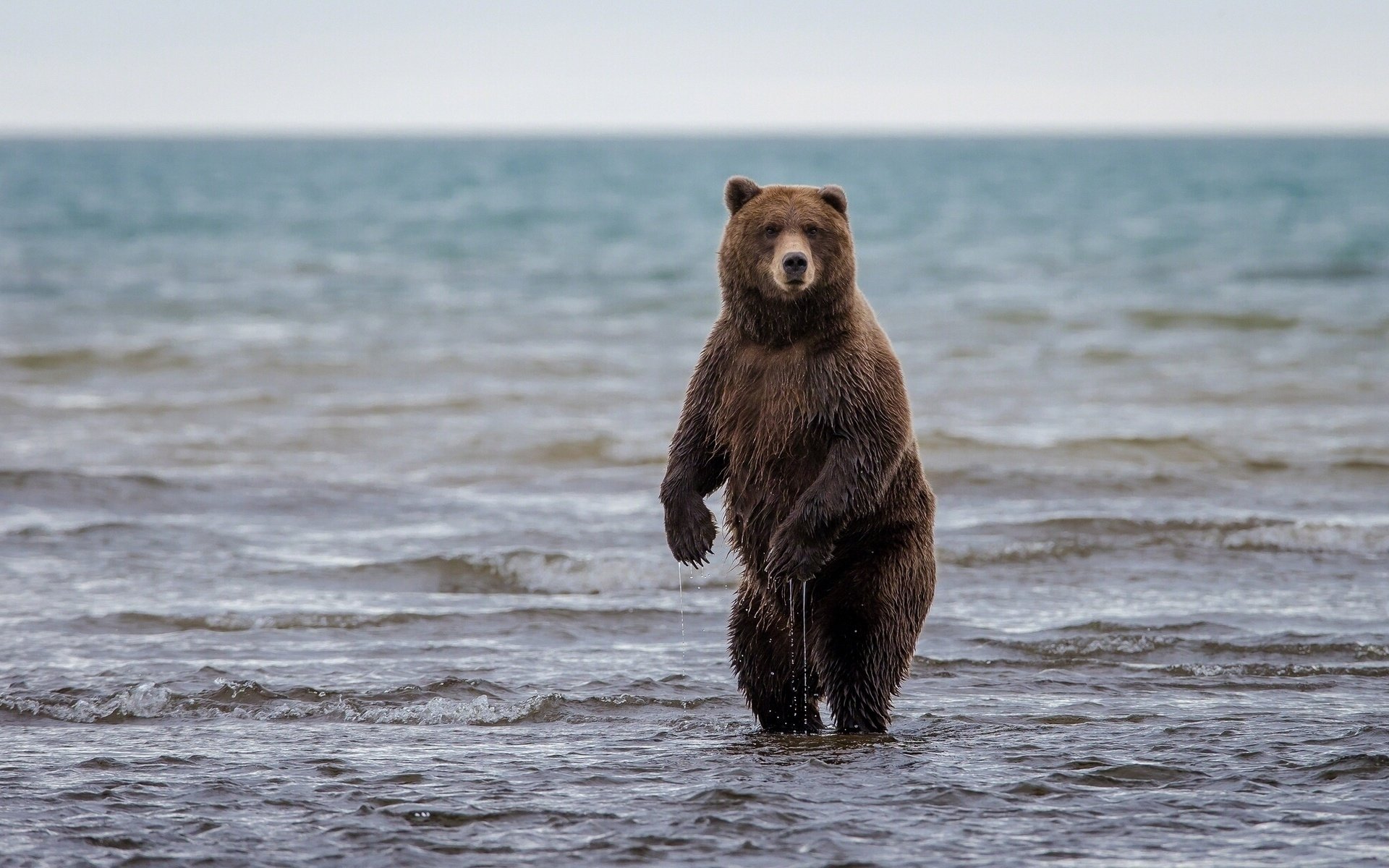 Majestic Bear: Stunning HD Wallpaper for Nature Lovers