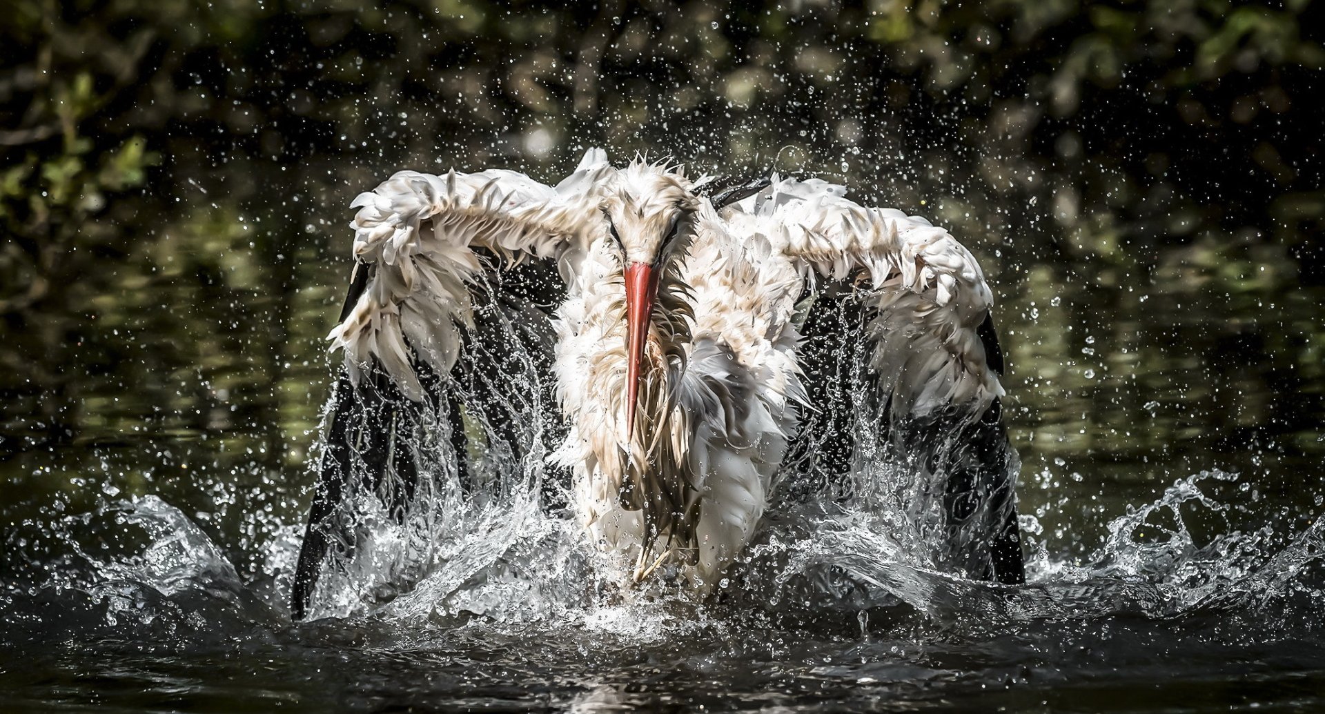 Majestic White Stork Splashing in Water – HD Animal Wallpaper ...
