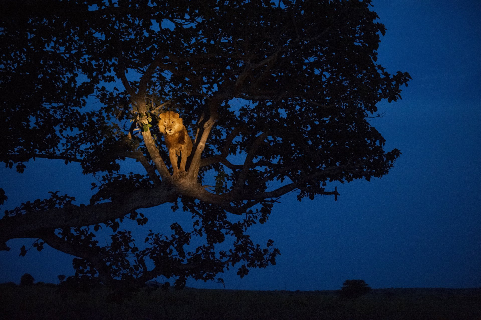 Majestic Lion in the Tree – HD Wildlife Nightscape Wallpaper ...