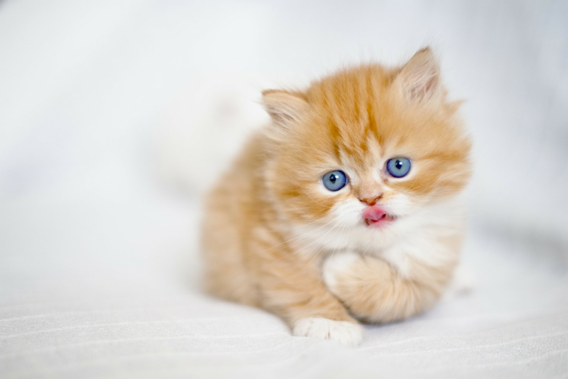 Download Cute Fluffy Kitten Animal Cat Cute Cat HD Wallpaper