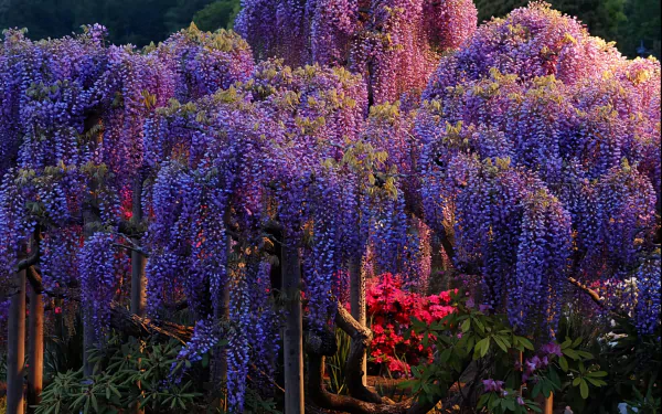[50+] Wisteria Wallpapers
