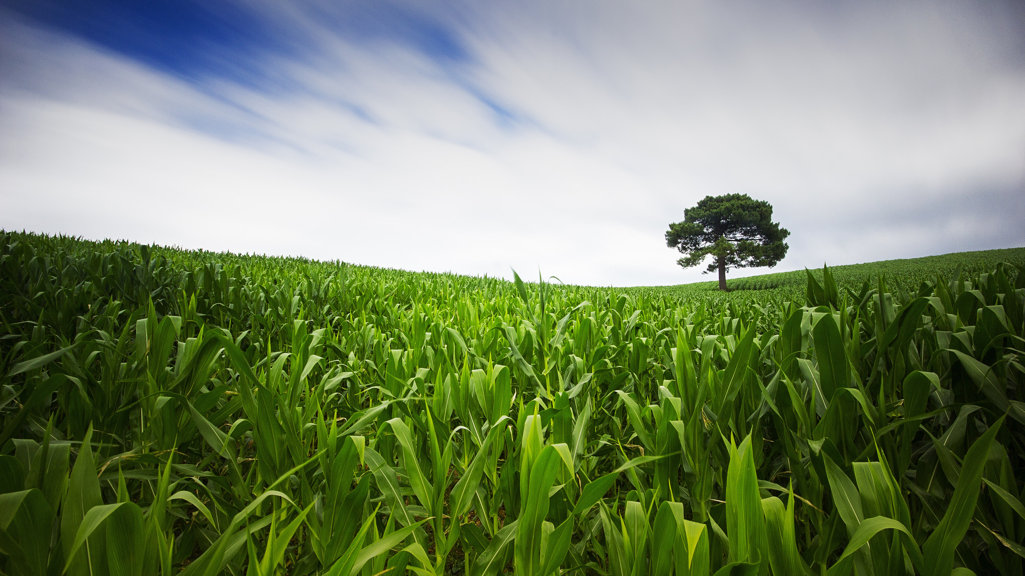 Nature Field Hd Wallpapers Landscape, Grass, Field Wallpapers HD