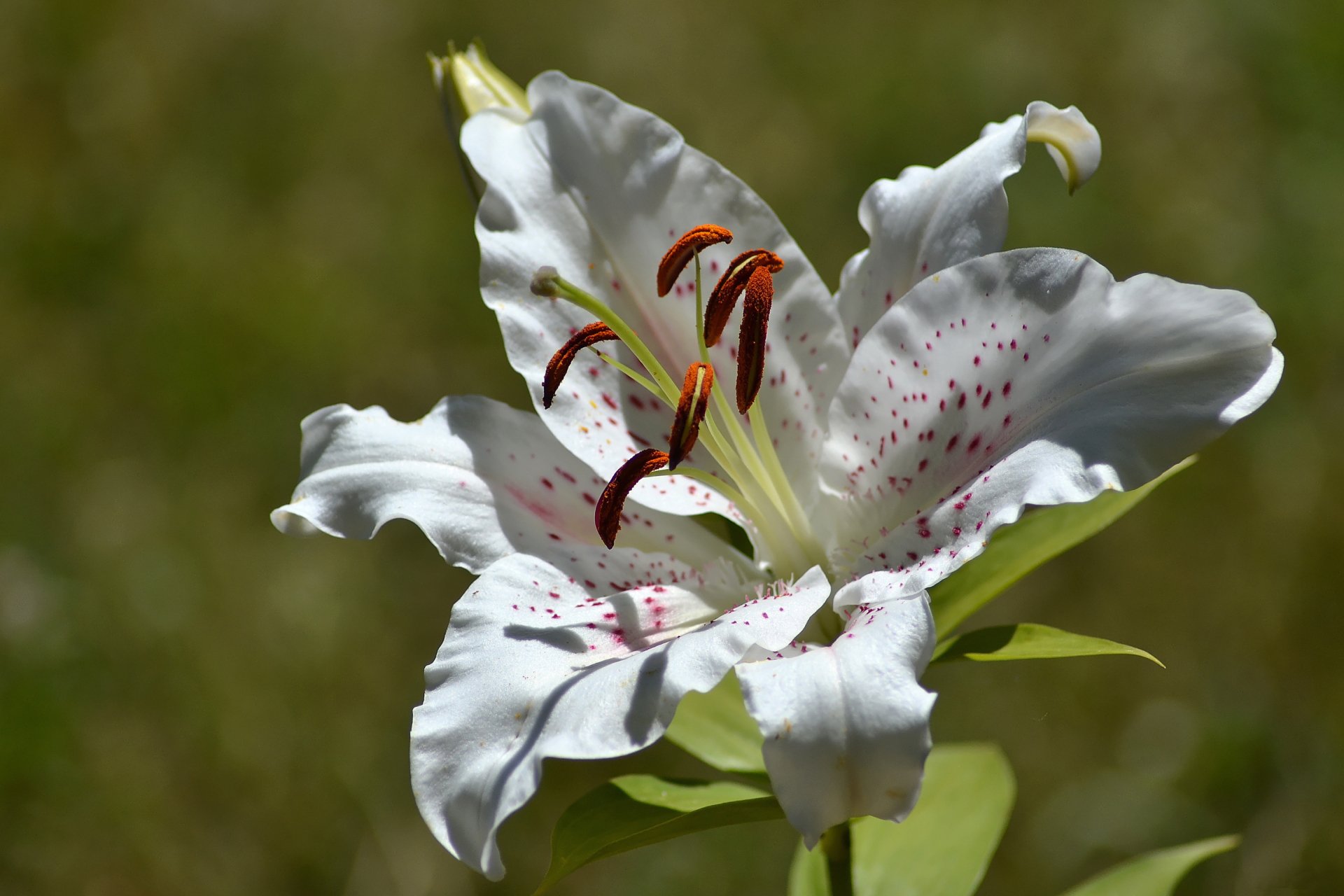 Radiant White Lily Close-Up - Nature's HD Floral Beauty