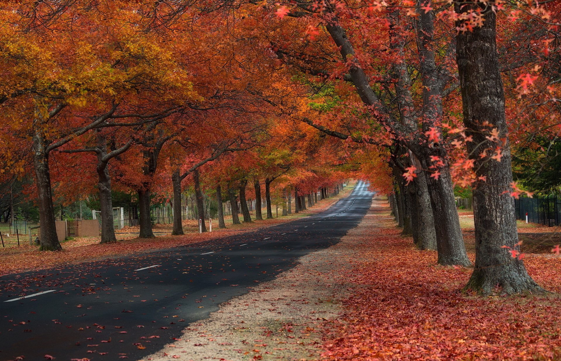 Crimson Canopy: Tree-Lined Autumn Road — HD Wallpaper | 2042x1314 ...