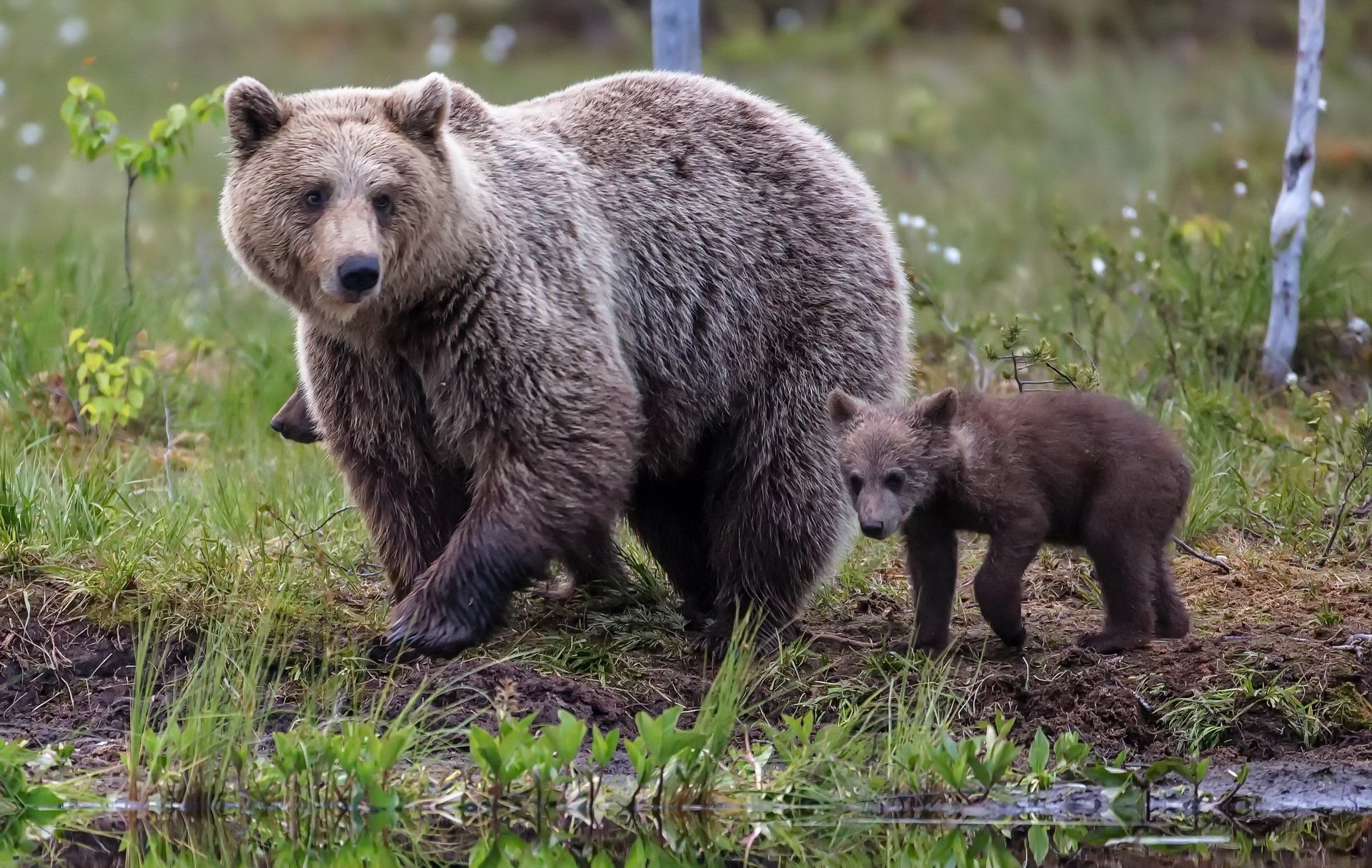 HD Wallpaper: Adorable Bear Cub and Mother in Natural Habitat