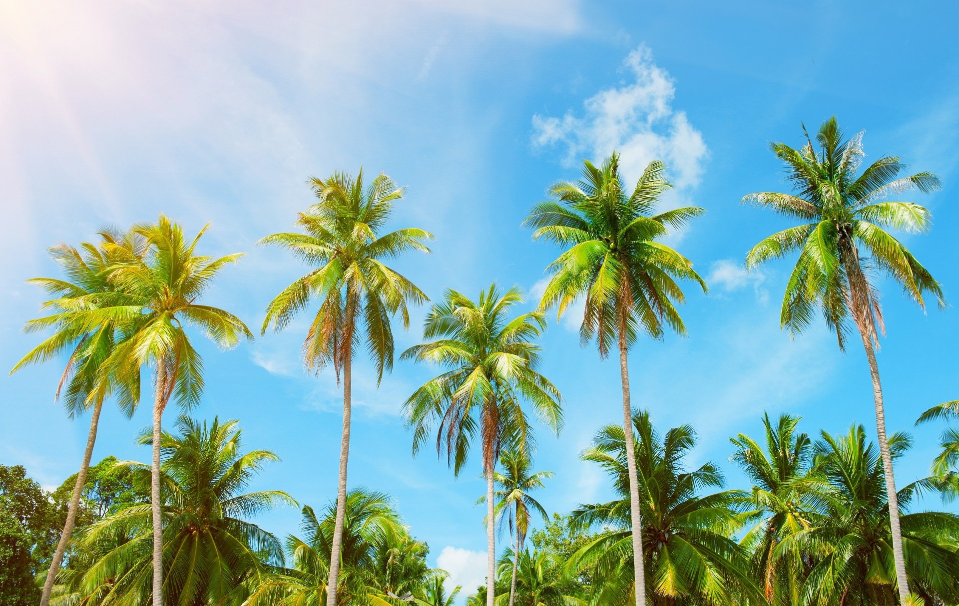 Download Nature Palm Tree HD Wallpaper