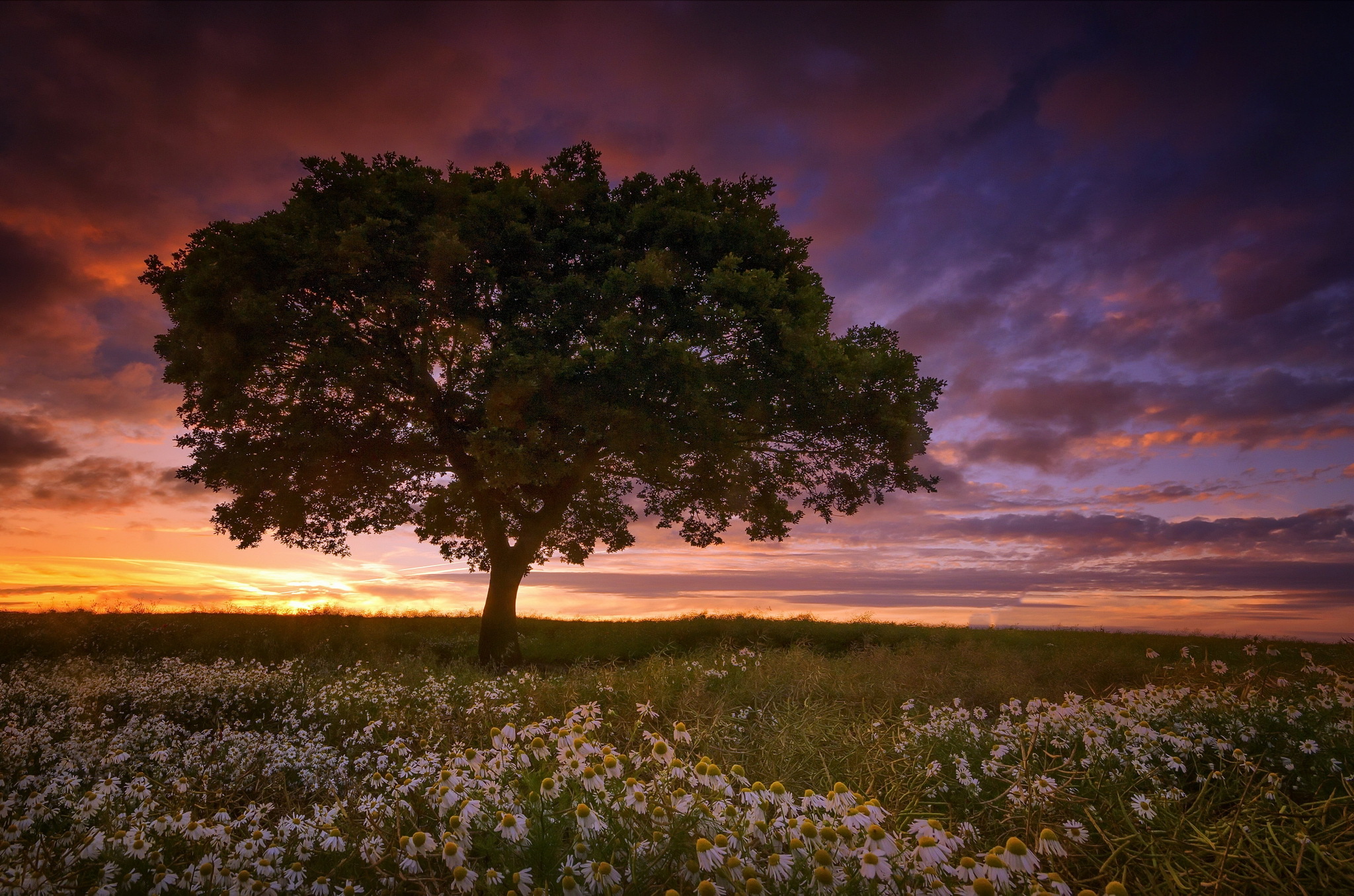 Download Daisy White Flower Flower Lonely Tree Sunrise Nature Tree HD ...