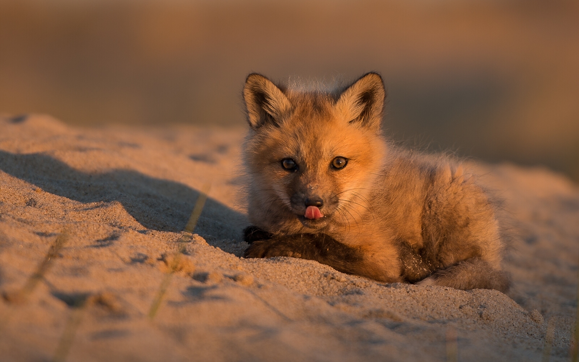 Download Baby Animal Sand Animal Fox HD Wallpaper